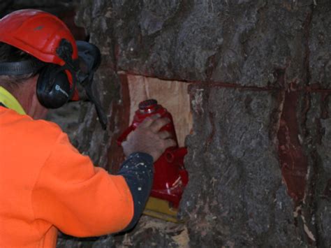 7 Different Ways We Remove Trees T G Tree Services