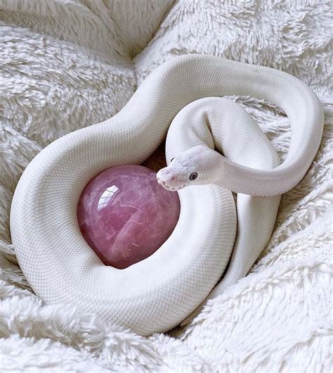 Ball Python Wrapped Around Pink Stone