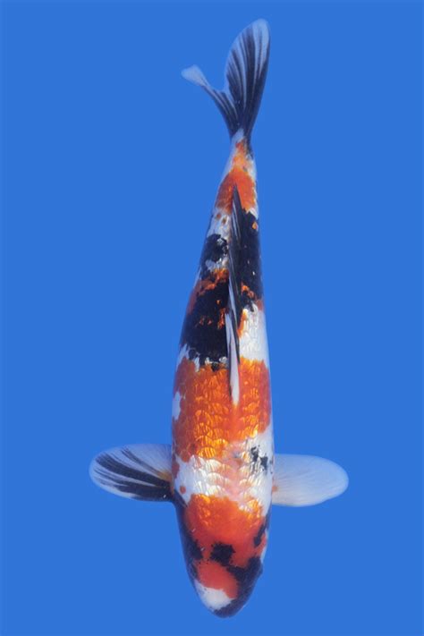 Gin Rin Showa Grand Koi Llc