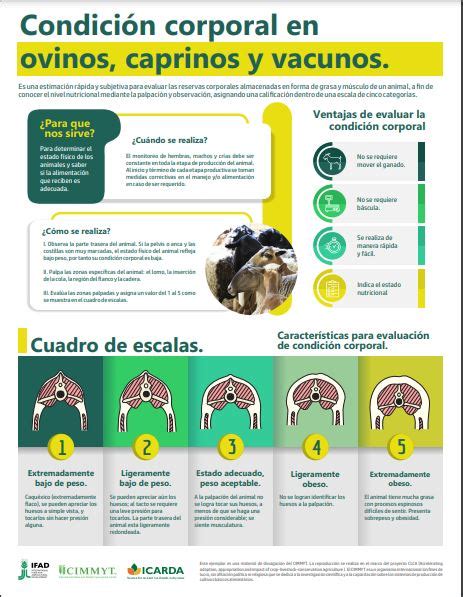 Condición Corporal En Ovinos Caprinos Y Vacunos Cgiar