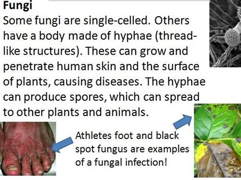 Topic 3 Infection And Response Biology Aqa Trilogy Teaching Resources