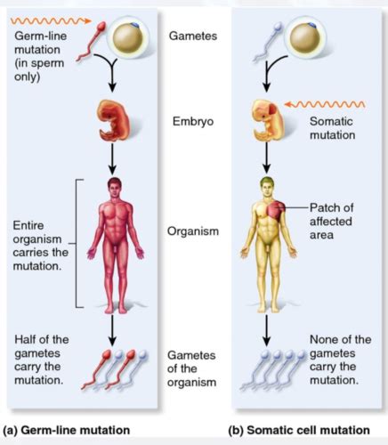 Final Flashcards Quizlet