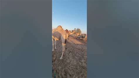 الابيل الجمال Youtube