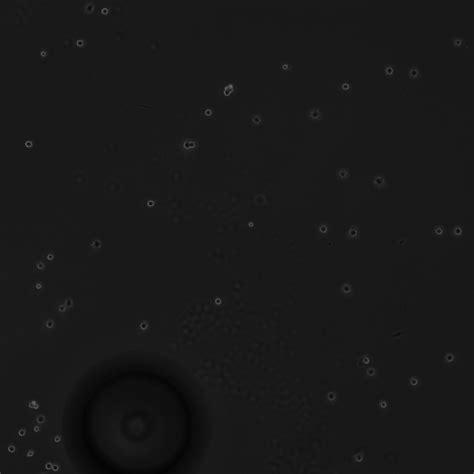 Error Message When Exporting Prediction Maps In Pixel Classification