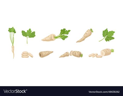 Parsnip Root Vegetable With Green Leaf Set Vector Image