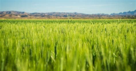 What Is Primary Productivity Understanding Its Role In Ecosystems And The Environment Zigaero