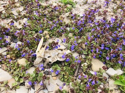 Somatic Sex Education Circumference Somatics