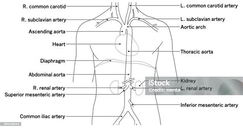 Simple Aorta Schematic From Neck To Waist Stock Illustration Download