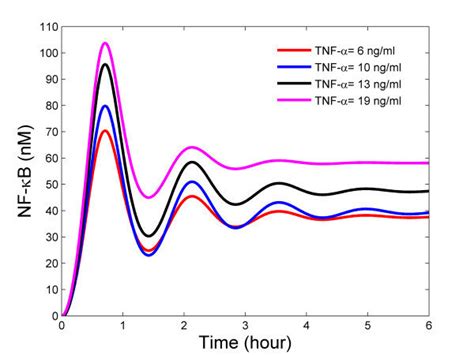 Nf κb Profiles Computed Via Solution Of The Inverse Problem For Tnf α