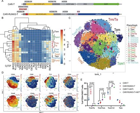 Runx3 Overexpression Cooperates With Ex Vivo Akt Inhibition To Generate