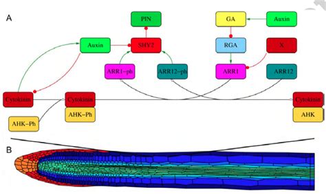 Arabidopsis Research Report May 26th Weeding The Gems