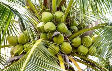 20 Types Of Coconuts With Pictures And Identification