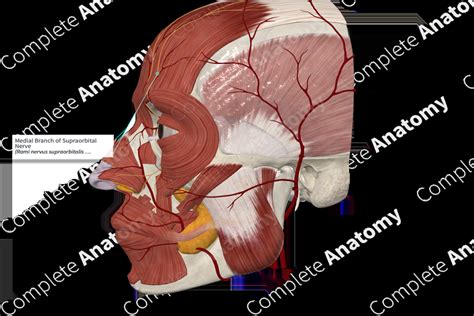 Medial Branch Of Supraorbital Nerve Complete Anatomy
