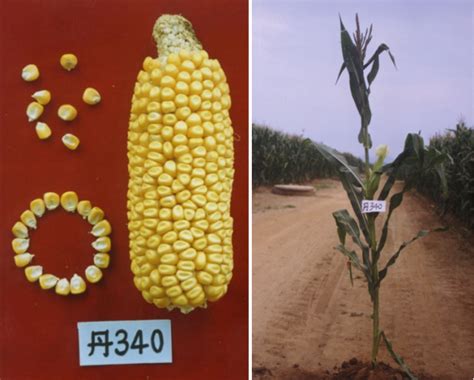 出彩“自交系”，玉米种业发展的核心！南方plus南方