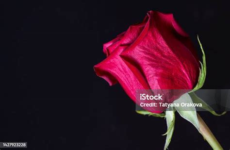 텍스트를위한 공간이있는 흐릿한 배경에 빨간색이 장미 사진 벽지 화면 보호기 배너에 대한 꽃 배경 사진의 부드러운 초점은 선명도가 아닙니다 검은색에 대한 스톡 사진 및 기타