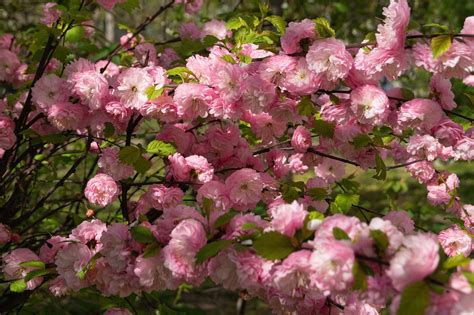 꽃 사쿠라 꽃잎 Pixabay의 무료 사진 Pixabay