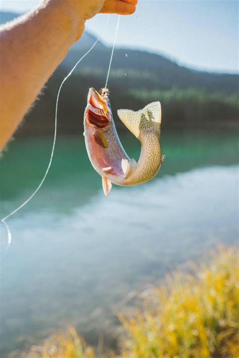 물에 노란색과 흰색 물고기 사진 Unsplash의 무료 물고기 이미지