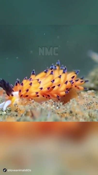 Kelinci Yang Suka Nyepong Education Shortvideo Faktaunik Facts