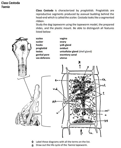 Taenia Mature Proglottid Label