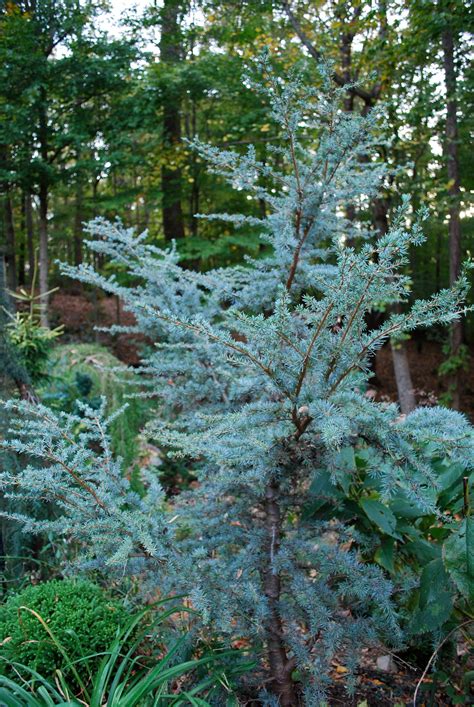 Weeping Blue Atlas Cedar Fence