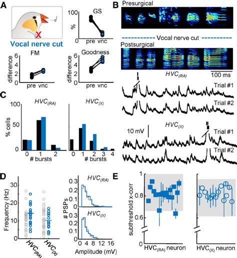 Singing Behavior And Hvc Projection Neuron Activity Following Vocal