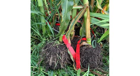 Corn Roots New U Of I Project Goes Underground Morning Ag Clips