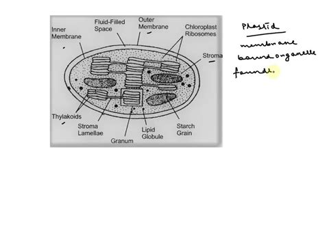 Solved What Do You Mean By Plastids What Are Their Various Types