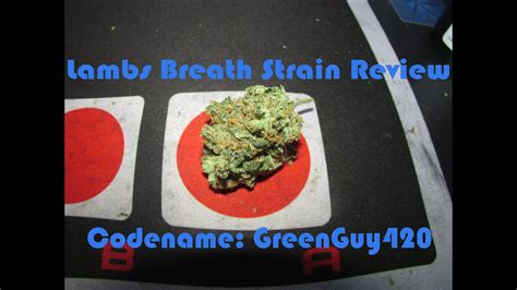 Lambs Breath Lambsbread Strain Reviewcgg420 Youtube