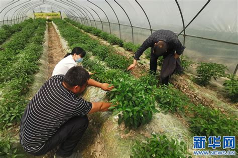 江西萍乡：科技特派员送技下乡 “慧”就丰收新图景