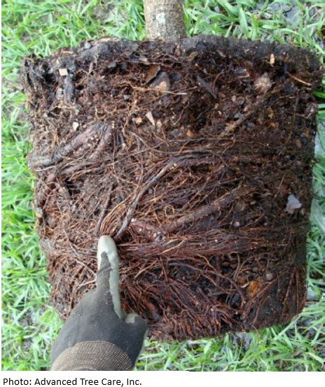 Loving Your Tree To Death Girdling Bridging The Gap