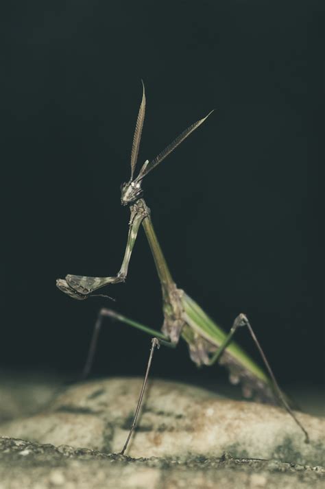 Free Images Wildlife Mediterranean Praying Mantis Insect Close Fauna Invertebrate Males