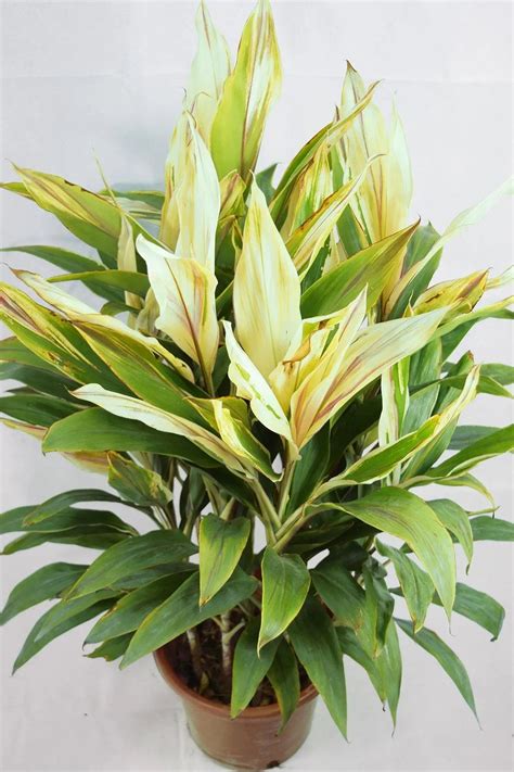 Cordyline Sister White Garden Plus