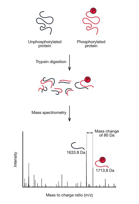 Determining Phosphorylation Sites Using Mass Spec Trometry Download