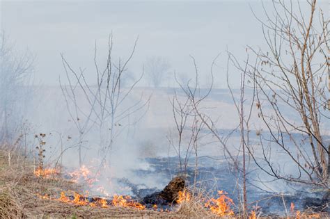 마른 잔디 흡연 마른 잔디 화재의 개념과 숲의 불타는 바람의 돌풍에 강한 화재 확산 0명에 대한 스톡 사진 및 기타 이미지 0명 갈색 건조한 Istock