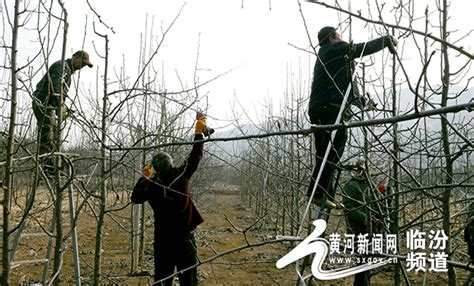 隰县早春二月果农忙组图 黄河新闻网