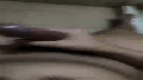 Real Hermaphrodite Ejaculating Eporner