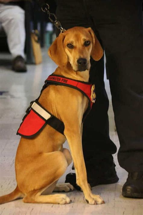 Clearwater City Hall Welcomes Sophia Their New Accelerant Detection