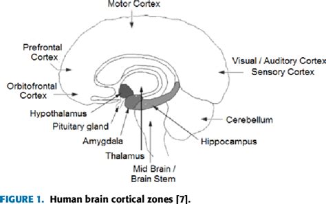 Figure 1 From Computational Modeling Of Prefrontal Cortex For Meta Cognition Of A Humanoid Robot