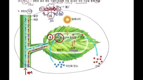 중2 4단원 식물과 에너지 2 광합성 2 Youtube