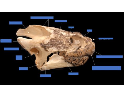 Turtle Skeletal System Skull Lateral View Quiz