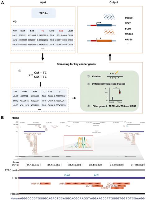 Regulatory Patterns Analysis Of Transcription Factor Binding Site Clustered Regions And