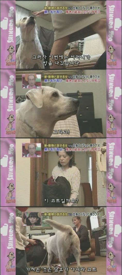 더쿠 일하다 우는사람된 흰 색 강아지가 되어버린 검은 강아지 이야기