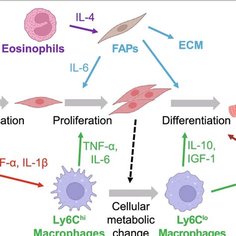 Cell Cell Communication In Skeletal Muscle Regeneration Muscs Interact