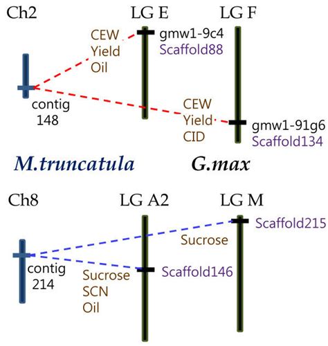 Comparative Map Of Six Lx Regions From Soybean And Medicago In Silico