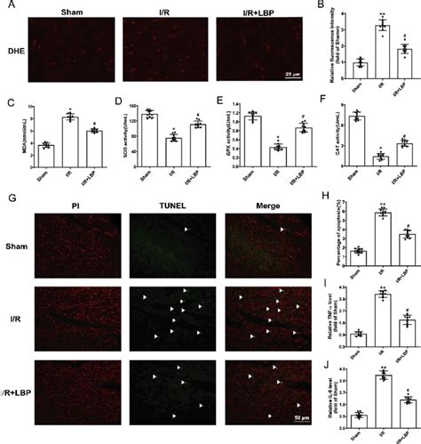 Lbp Inhibited Myocardial Oxidative Stress Damage In Ir Group A