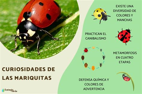 10 Curiosidades De Las Mariquitas Datos Sorprendentes