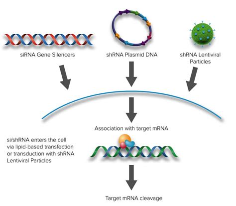 Gfp Sirna A Victoria Shrna And Lentiviral Particle Gene Silencers Scbt Santa Cruz