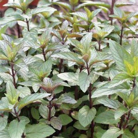 Chocolate Mint Plant