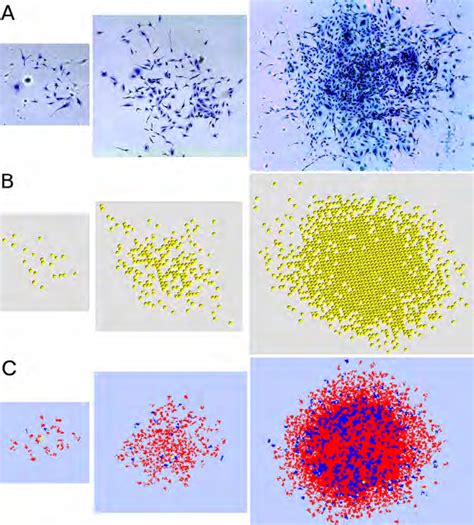 A In Vitro Growth Of A U87 Mg Cell Population B In Silico Growth Of Download Scientific