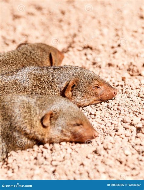 Dwarf Mongoose Stock Image Image Of Mongoose Legs Africa 30633305